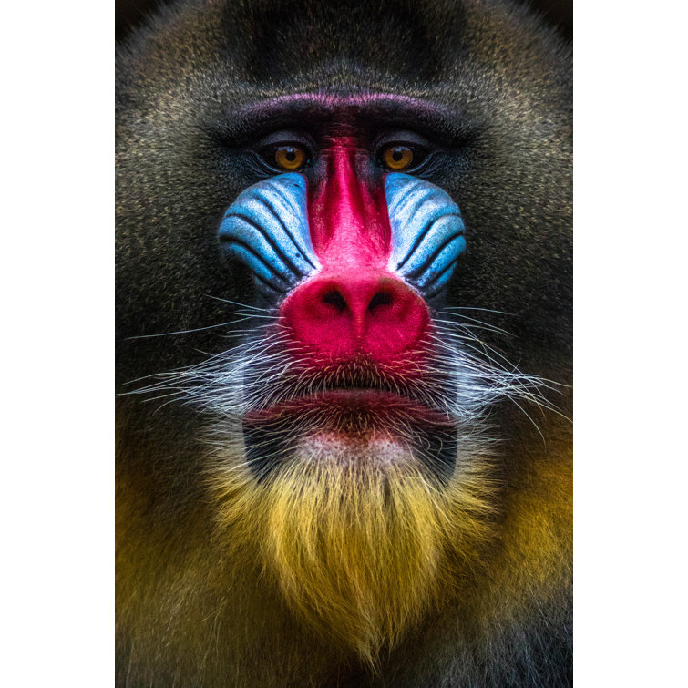 Ebern Designs Mandrill Monkey Face On Canvas Print | Wayfair
